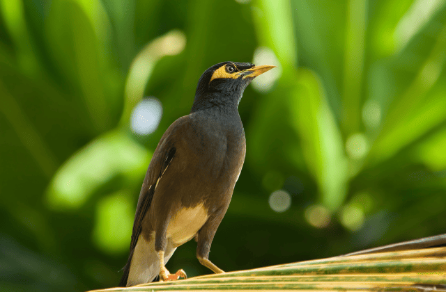 Discovering the Birds of Oahu: A Nature Lover's Paradise